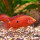 Africain fluvial - Hemichromis - Tétras du Congo - Poisson d'or ...