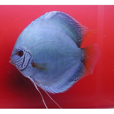 Discus en couple formée - En vente au Poisson d'Or - Aquariofil.com et ...
