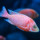 Cichlidés Africain du lac Malawi - En vente au poisson d'Or ...