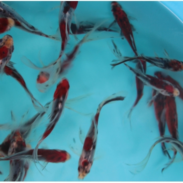 Poissons Shubunkin pour votre bassin - Chez Poisson d'Or - - Aquariofil ...