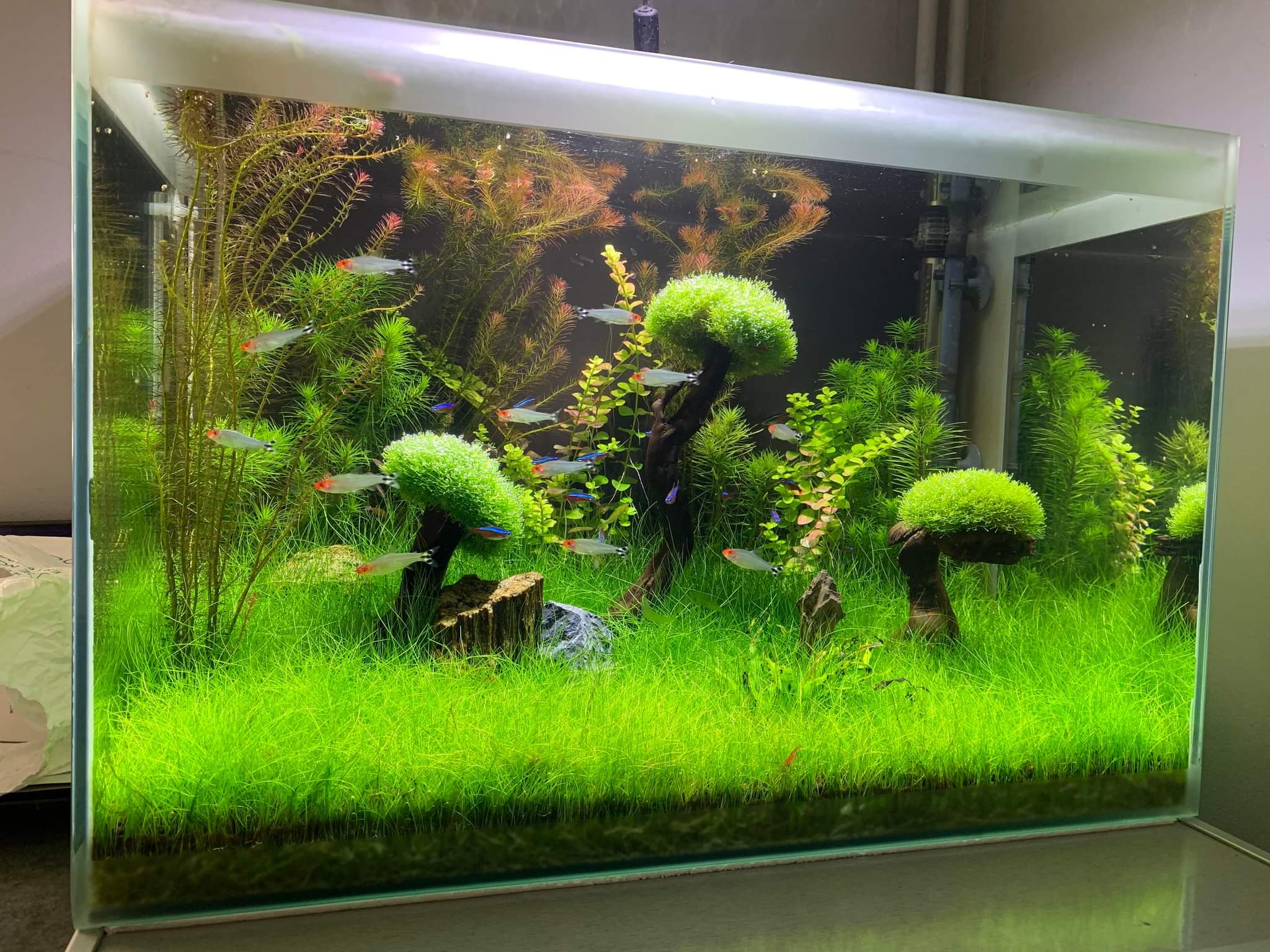 Les aquariums d'eau douce de nos clients