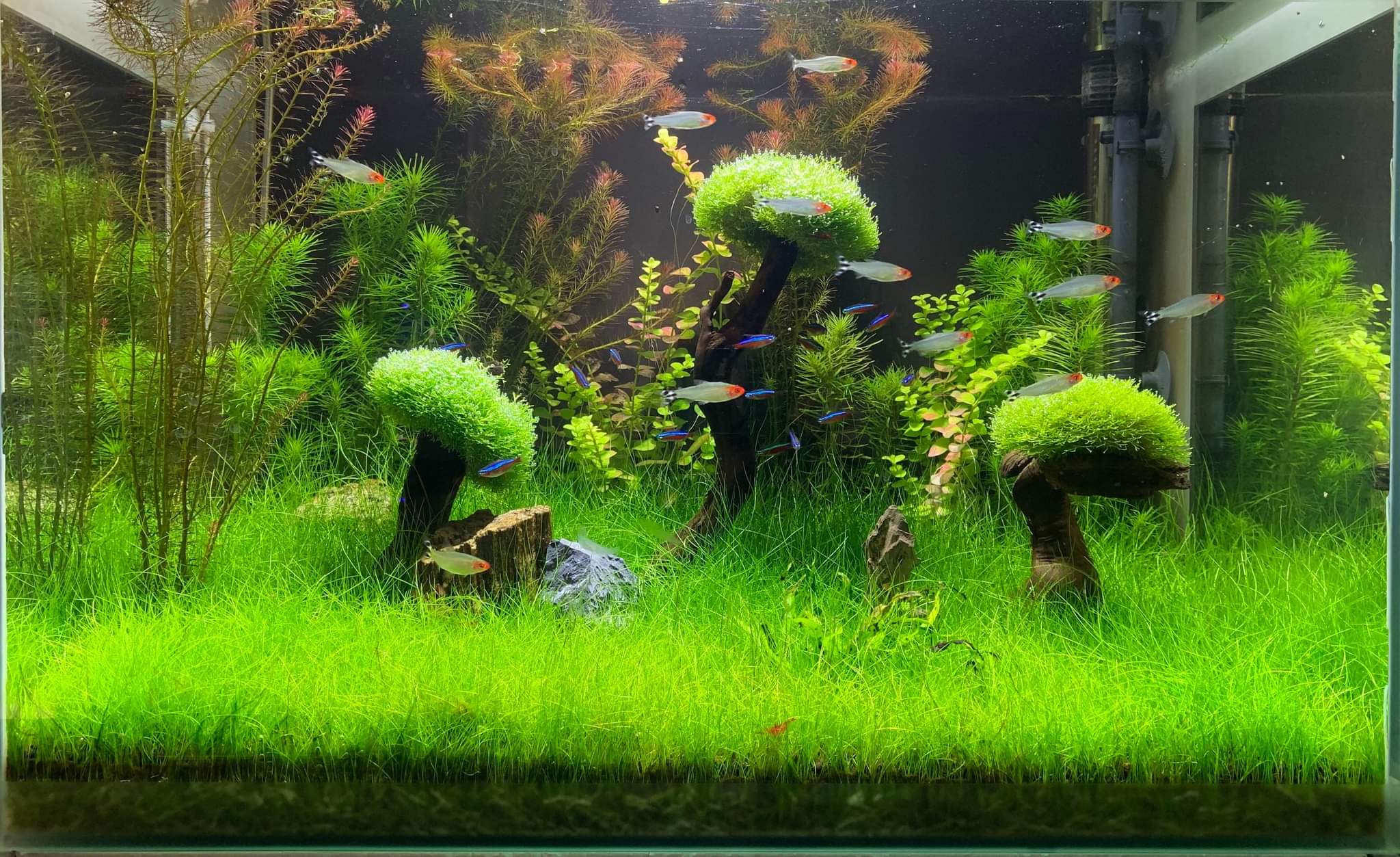 Les aquariums d'eau douce de nos clients