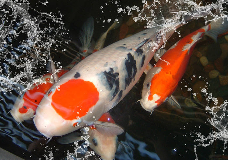 Vente en ligne aquariophilie - Aquariofil & Poisson d'Or - Aquariofil.com