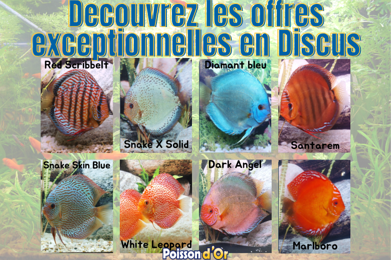 Vente en ligne aquariophilie - Aquariofil & Poisson d'Or - Aquariofil ...