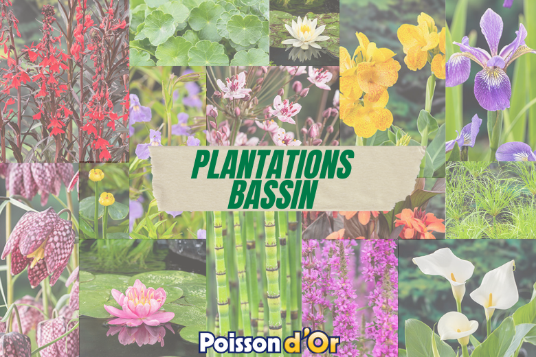 Vente en ligne aquariophilie - Aquariofil & Poisson d'Or - Aquariofil ...