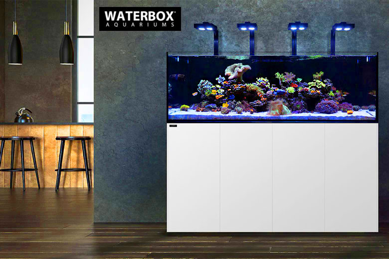 Vente en ligne aquariophilie - Aquariofil & Poisson d'Or - Aquariofil ...