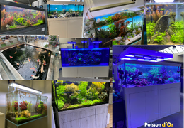 Vente en ligne aquariophilie - Aquariofil & Poisson d'Or - Aquariofil ...